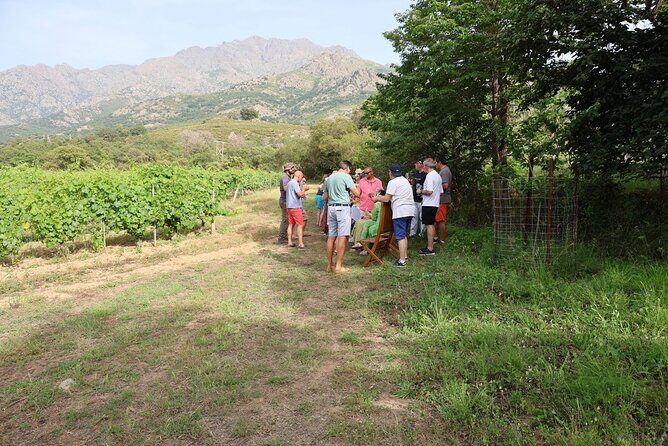Corsican Wine Tasting & Picnic in Balagne - The Sum Up
