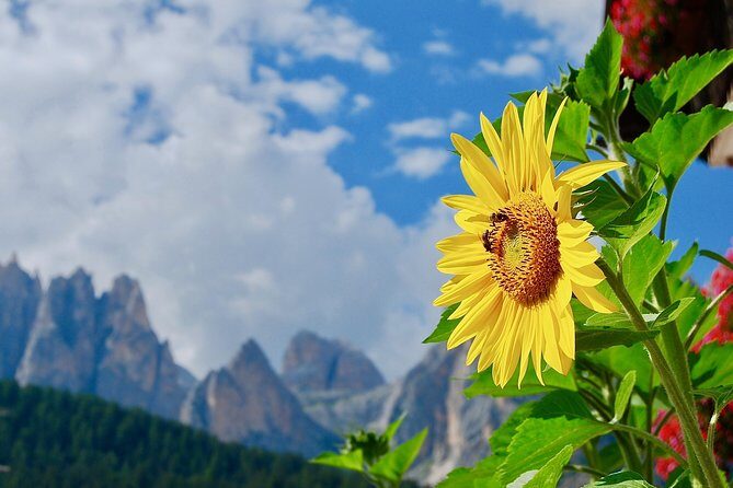 Cortina & Dolomites Small Group full Day tour from Venice - Overview of the Tour Experience