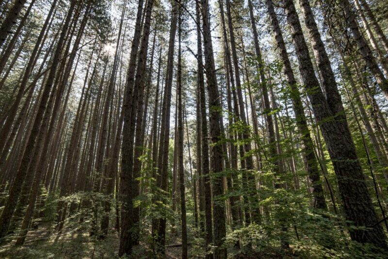 Cosenza: Giants of the Sila - Practical Details and Value