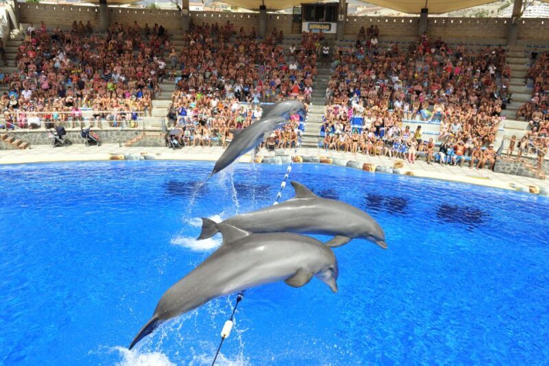 Costa Adeje: Aqualand Water Park Ticket with Dolphin Show - Key Points