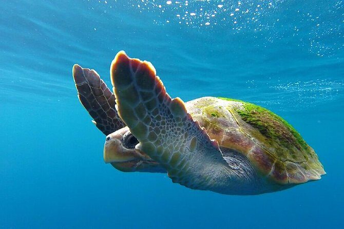 Costa Adeje | Cetacean sighting in Tenerife South - A Gentle Introduction to Tenerife’s Whale Watching  