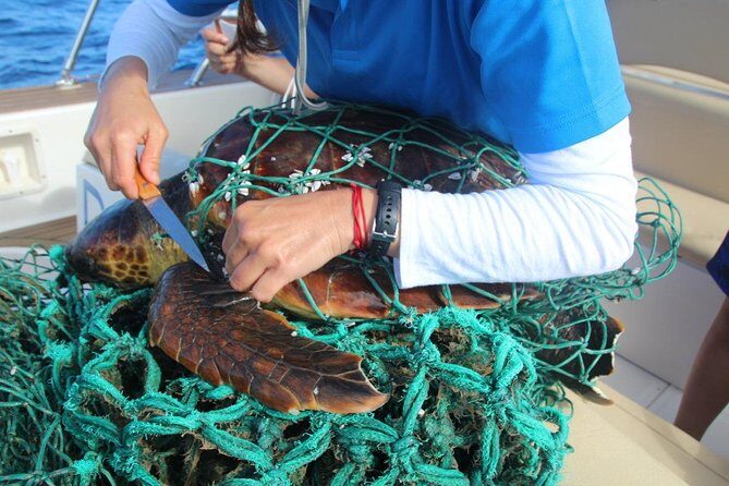 Costa Adeje | Cetacean sighting in Tenerife South - Why Travelers Love This Experience  