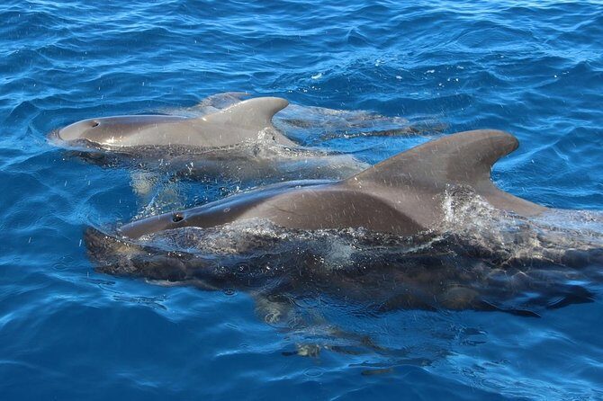 Costa Adeje | Cetacean sighting in Tenerife South - Who Would Love This Tour?  