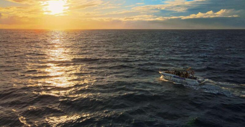 Costa Adeje: Whale and Dolphin-Watching Boat Excursion - Key Points