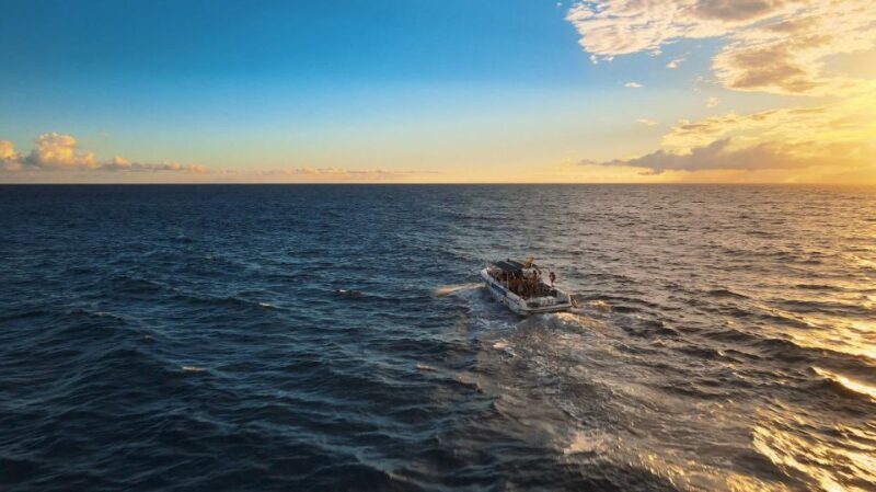 Costa Adeje: Whale and Dolphin-Watching Boat Excursion - What to Expect from the Costa Adeje Whale and Dolphin Tour