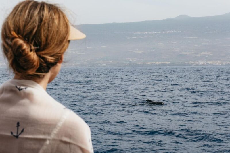 Costa Adeje: Whale & Dolphin Eco-Cruise with Snacks & Drinks - Costa Adeje: Whale & Dolphin Eco-Cruise with Snacks & Drinks — A Practical Guide