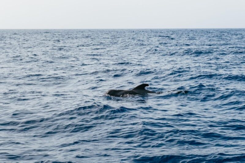 Costa Adeje: Whale & Dolphin Eco-Cruise with Snacks & Drinks - Duration, Group Size, and Practicalities