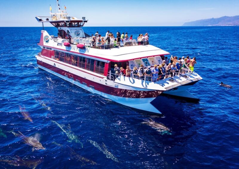 Costa Adeje: Whale & Dolphin Submarine Vision Mini Cruise - Key Points