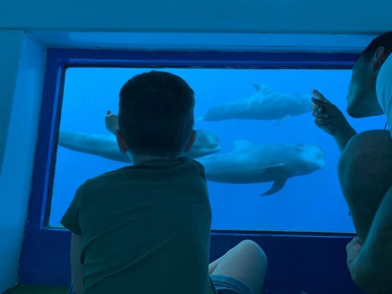 Costa Adeje: Whale & Dolphin Submarine Vision Mini Cruise - FAQ About the Whale & Dolphin Submarine Vision Mini Cruise