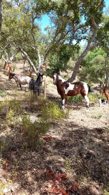 Costa Alentejana: Horse tour in Serra de Grândola - Exploring the Itinerary in Depth