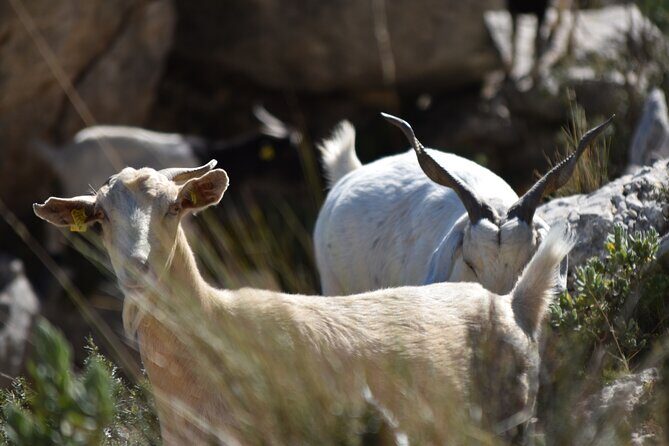 Costa Blanca Full-Day Off Road Tour - To sum it up, if you’re looking for an adventure that takes you off the beaten path, introduces you to local history and landscapes, and keeps the excitement high, this Jeep safari is a top pick. Perfect for those who love a little dirt under their nails and panoramic views at every turn. Just remember to pack your sense of humor and a camera—there’s plenty to capture!