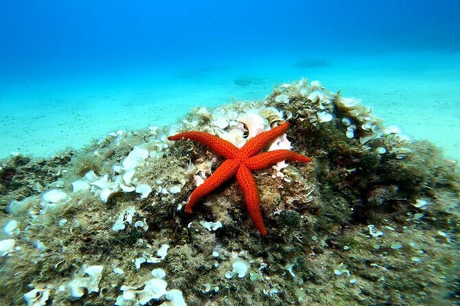 Costa Brava: Scuba Diving Tour, Lunch and a Visit to Tossa de Mar - Final Thoughts