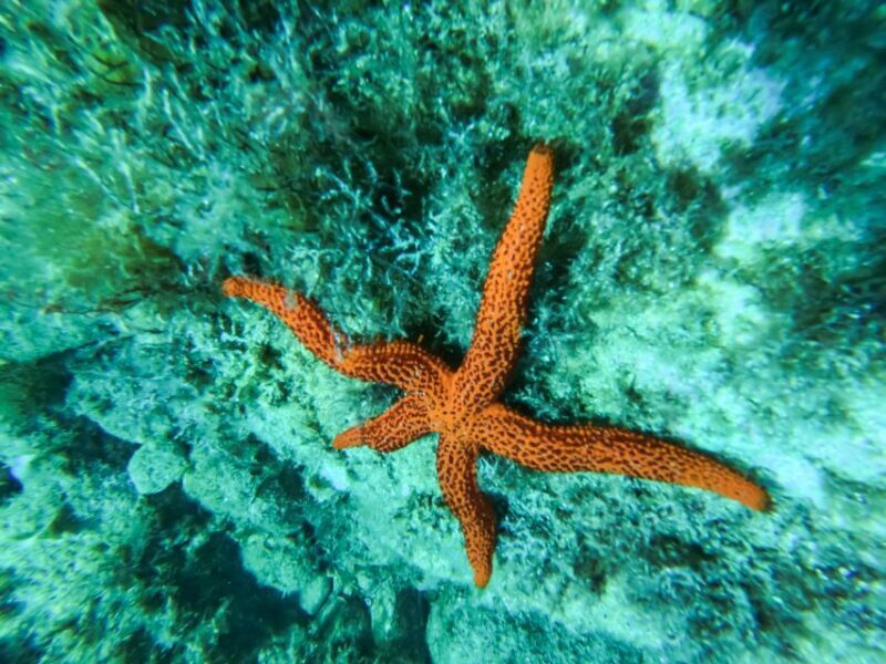 Costa Brava: Sea Caves Kayaking and Snorkeling Tour - FAQs