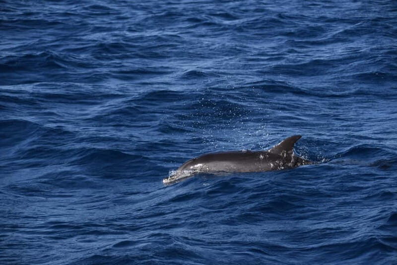 Costa Calma: Fuerteventura Dolphin Watching Boat Tour - An Honest Look at the Experience