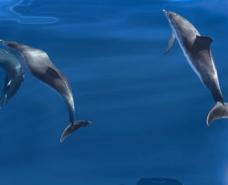 Costa Calma: Fuerteventura Dolphin Watching Boat Tour - The Sum Up