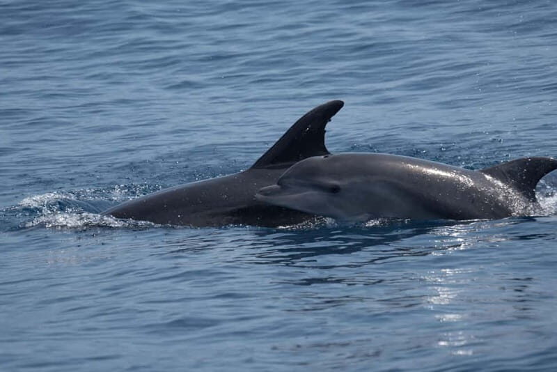 Costa Calma: Fuerteventura Dolphin Watching Boat Tour - FAQ