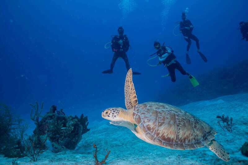 Costa Maya: Discover Scuba Diving Reef Experience - Key Points