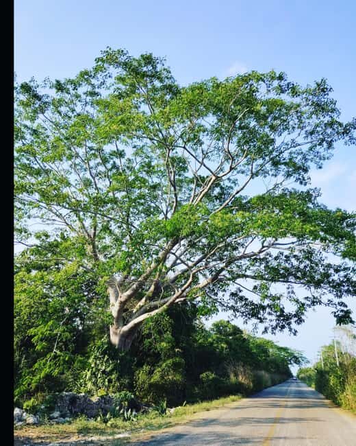 Costa Maya: Mayan ruins and jungle - An In-Depth Look at the Tour Experience