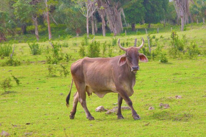 Costa Maya Shore Excursion: Chacchoben Small Group Tour with Food & Drinks - What Sets This Tour Apart?  