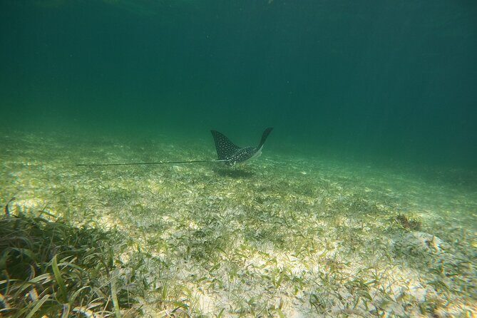 Costa Maya, snorkeling on the reef with fish, looking for turtles - The Value of the Tour