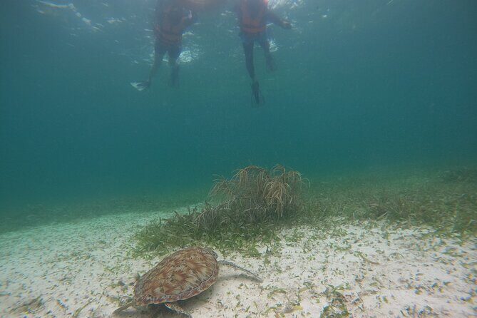Costa Maya, snorkeling on the reef with fish, looking for turtles - Final Thoughts: Who Is This Tour For?
