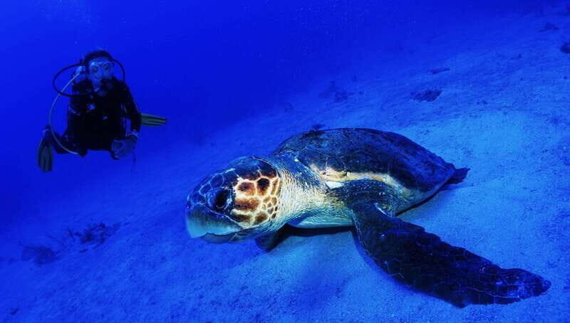 Costa Maya: Two Tank Fun Dive for Certified Divers - An In-Depth Look at the Costa Maya Two Tank Dive