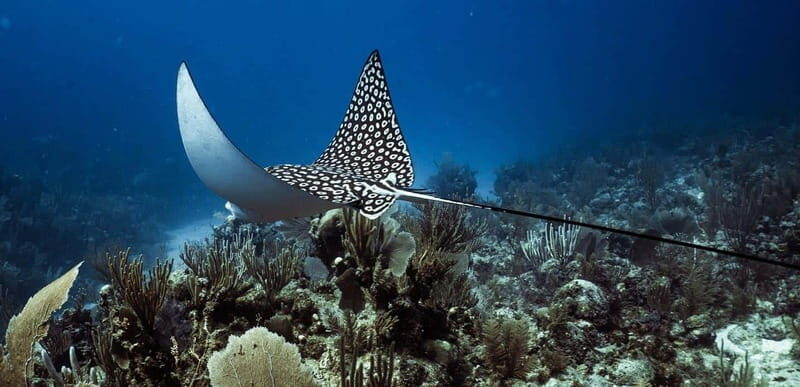 Costa Maya: Two Tank Fun Dive for Certified Divers - FAQ