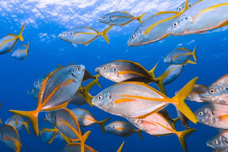 Costa Teguise: Guided 2-hour Snorkeling Tour for all levels - An In-Depth Look at the Experience