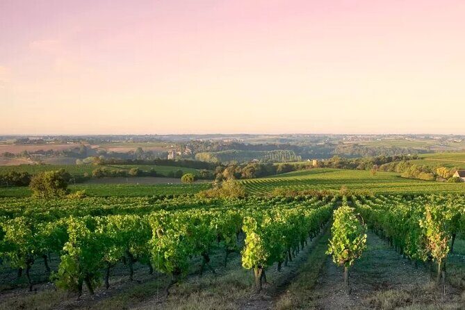 Côte de Nuits Half Day Wine Tour from Dijon - Key Points