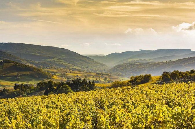 Côte de Nuits Half Day Wine Tour from Dijon - The Sum Up