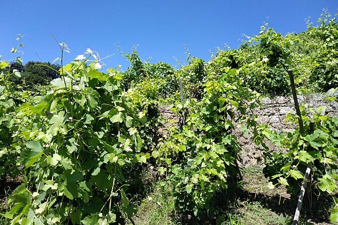 Côte Rôtie Private tour - Final Thoughts
