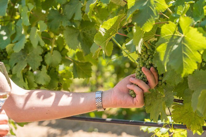 Cotes de Provence Wine Tour from Aix-en-Provence - Authentic Experiences According to Reviewers