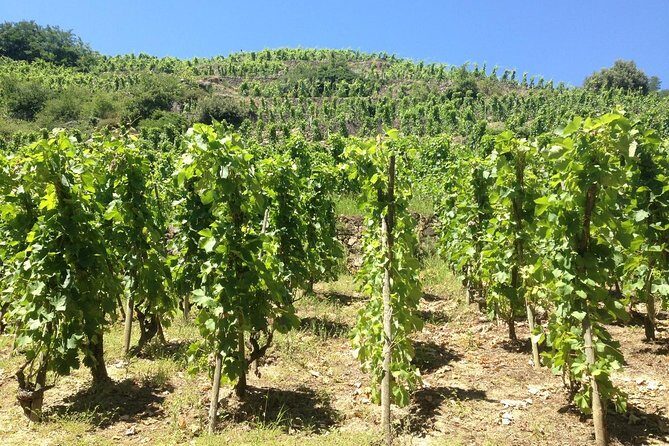 Cotes du Rhone Wine Tour (9:00 am to 5:15 pm) - Small Group Tour from Lyon - Final Thoughts