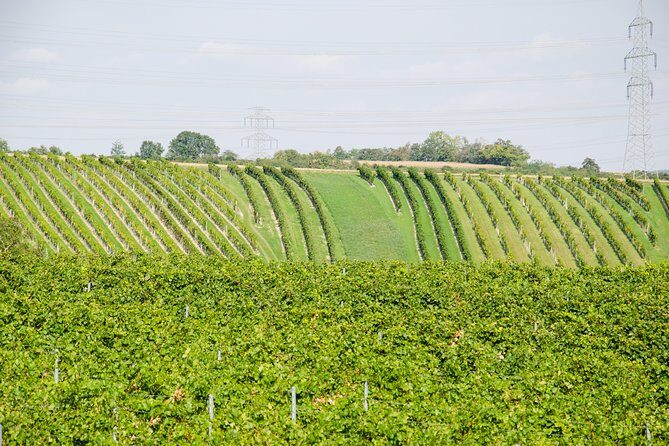Countryside Half Day Wine Tour near Vienna - Potential Drawbacks