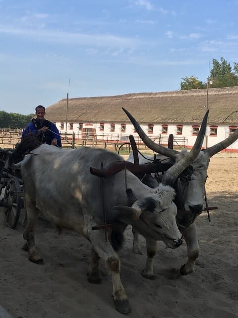 Countryside ranch, horse show & lunch - An Introduction to the Hungarian Countryside Tour