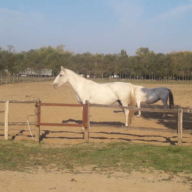 Countryside ranch, horse show & lunch - Returning to Budapest