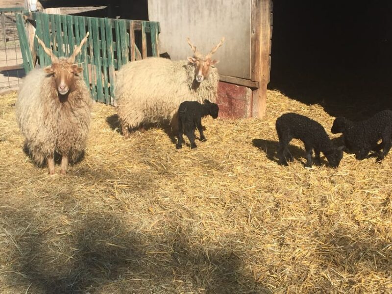 Countryside ranch, horse show & lunch - The Sum Up