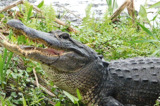 Covered Boat Swamp Tour with Transportation from New Orleans - Final Thoughts: Is It Worth It?