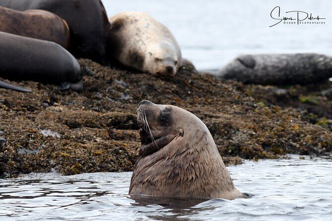 Cowichan Bay Half Day Whale & Wildlife Adventure - An Introduction to the Cowichan Bay Wildlife Cruise