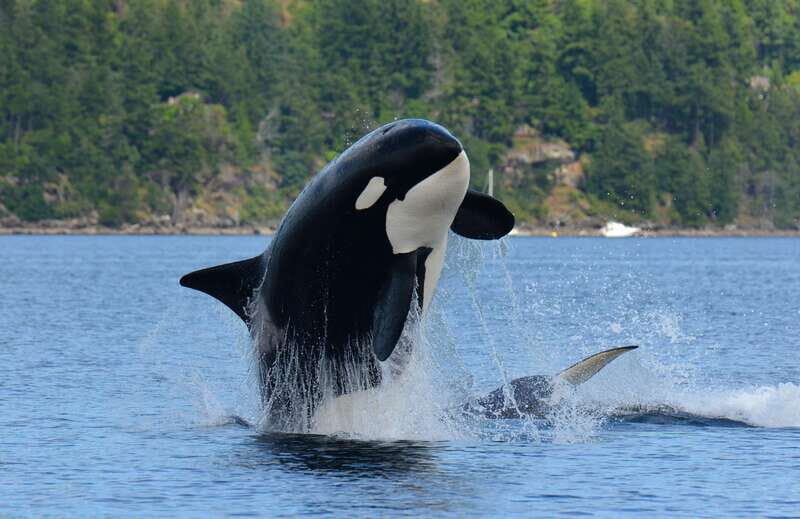 Cowichan Bay: Half-Day Whale & Wildlife Adventure - An In-Depth Look at the Cowichan Bay Whale & Wildlife Tour