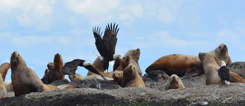 Cowichan Bay: Half-Day Whale & Wildlife Adventure - Who Will Love This Tour?