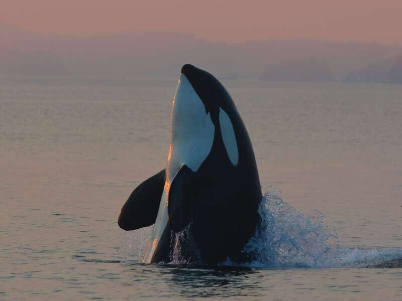 Cowichan Bay: Half-Day Whale & Wildlife Adventure - FAQ
