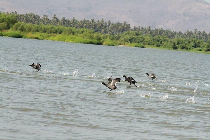 Coyuca Town Tour and Baby Turtle Release - Exploring the Coyuca Town Tour: What You Can Expect