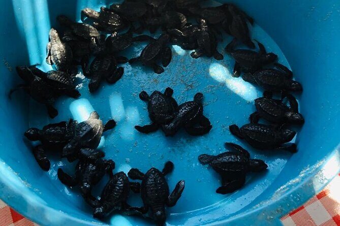 Coyuca Town Tour and Baby Turtle Release - Who Should Consider This Tour?