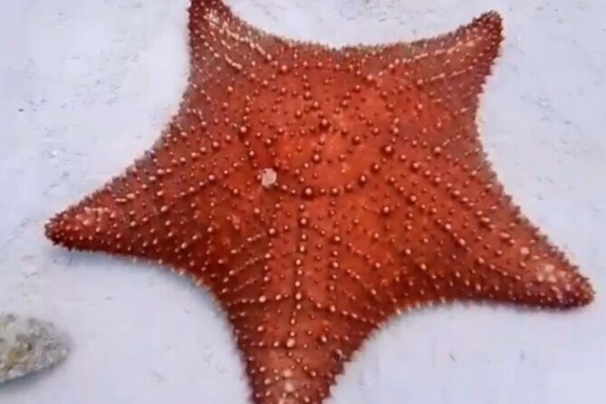 Cozumel 4 Hour Boat Sky Tour - Why This Tour Stands Out