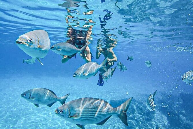 Cozumel Adventure! 2 hours Snorkel + Round Transportation from Cancun - Key Points