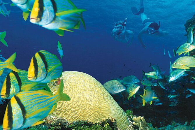 Cozumel Adventure! 2 hours Snorkel + Round Transportation from Cancun - The Sum Up