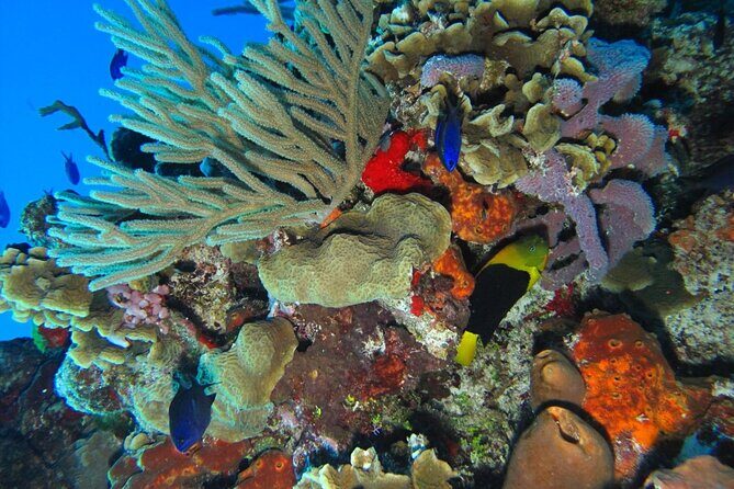 Cozumel Adventure! 2 hours Snorkel + Round Transportation from Cancun - FAQ