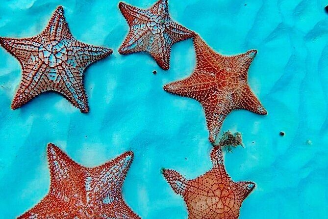 Cozumel Catamaran Fun: Snorkeling, Open Bar & Water Park - Final Thoughts: Value & Authenticity in Every Wave