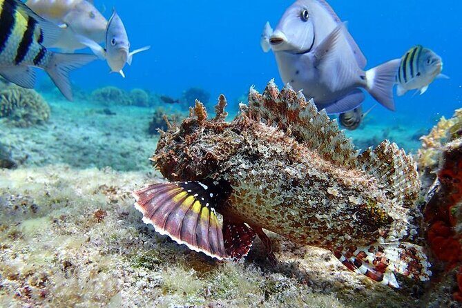 Cozumel Cielo Snorkel Adventure from Cancun and Rivera Maya - FAQ